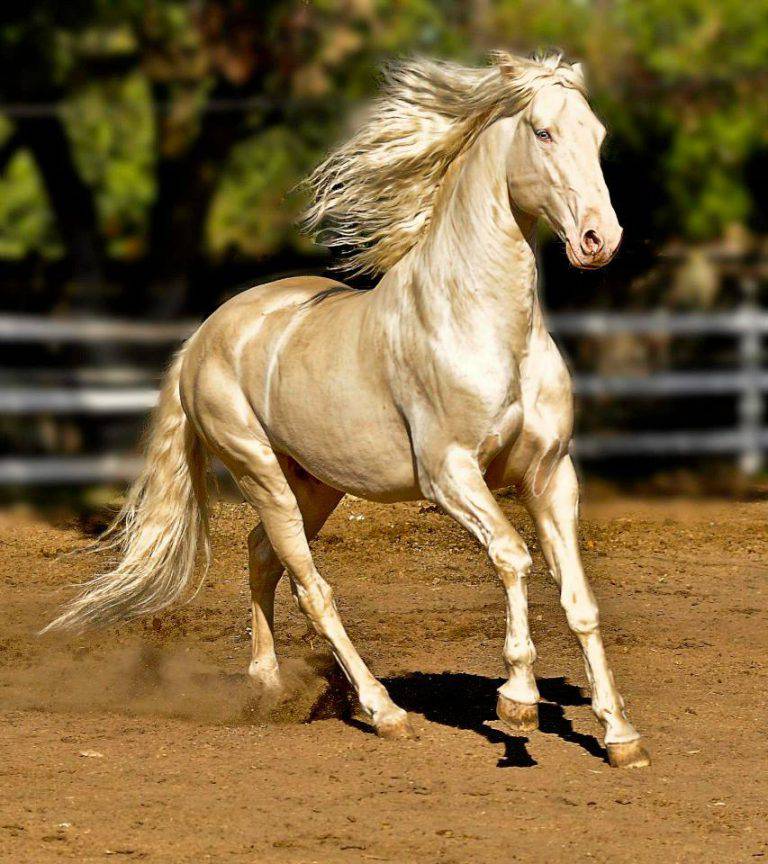 Come calcolare il peso di un cavallo: la tabella in base alle razze