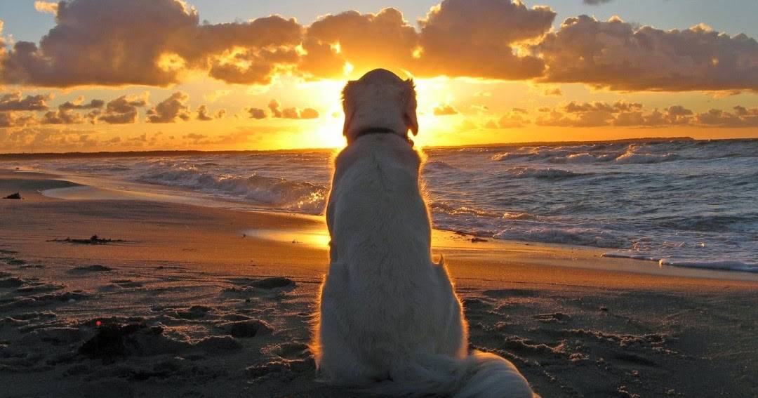 Leggende sul cane: da guardiano degli inferi a custode delle anime