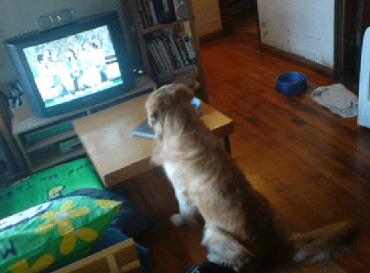 A cinema col cane? Se siete a Londra e dintorni si può