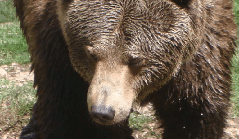Mamma orso in cerca di mele in pieno centro coi due cuccioli - VIDEO
