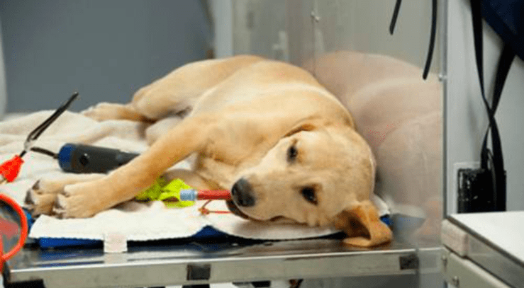 Orecchie tagliate ai cani per fini estetici: indagato veterinario a Milano