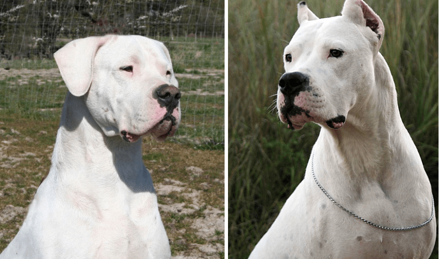 Orecchie tagliate ai cani per fini estetici: indagato veterinario a Milano