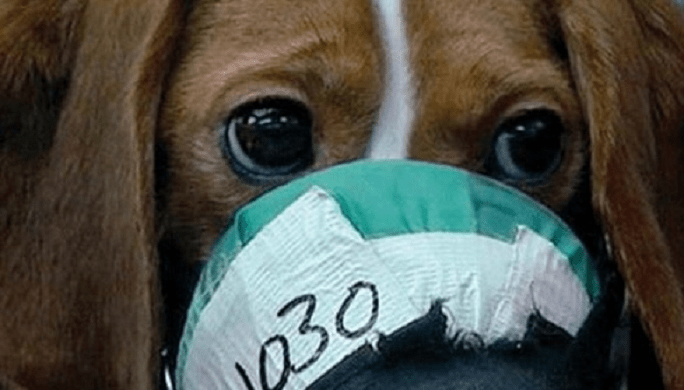 Sperimentazione animale, scienziati GB ne fanno a meno in lotta al cancro