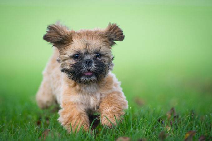 Shih tzu questa razza conosciuta in tutta europa ma con origini tibetane