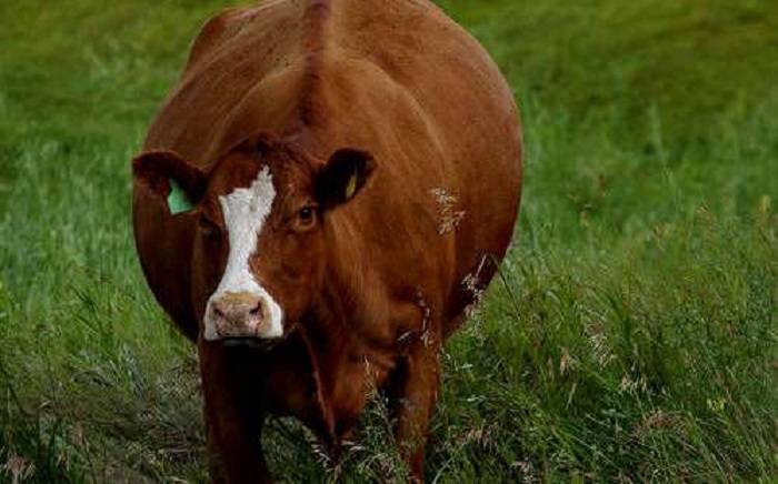 Mucche grasse, una volta era uno status symbol che indicava prestigio