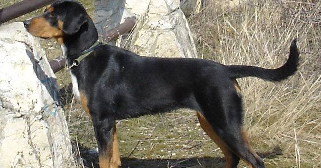 Segugio iugoslavo da montagna: un abile cane da cerca