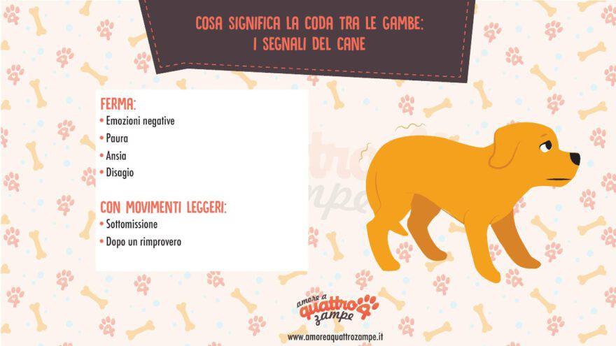 Cosa significa la coda tra le gambe: i segnali del cane ...