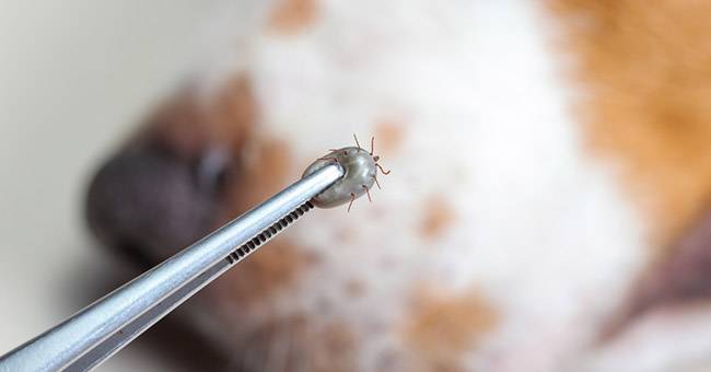 Come togliere le zecche al cane senza lasciare la testa attaccata ...