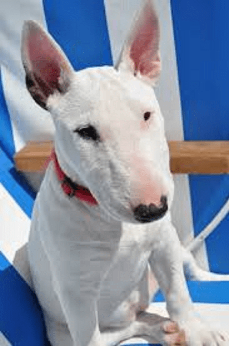 Le razze dei cani con il manto bianco: ecco le più diffuse