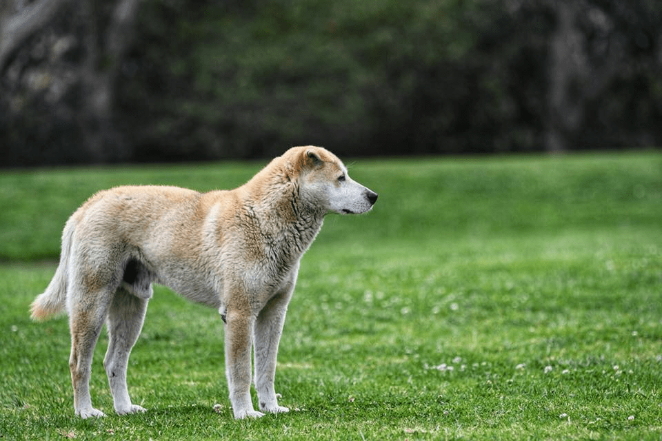 Cane randagio vive da 13 anni in un parco pubblico: fotografie commoventi
