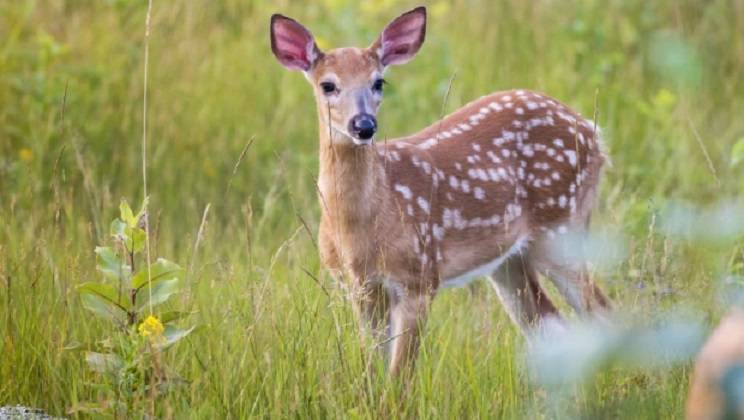 Famiglia di cervi gioca spensierata, le immagini splendide - VIDEO