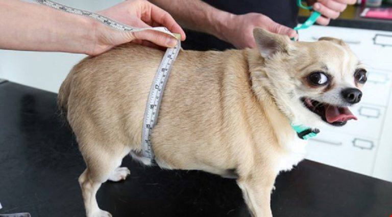 In Italia aumenatno i cani obesi. Quale dieta scegliere?