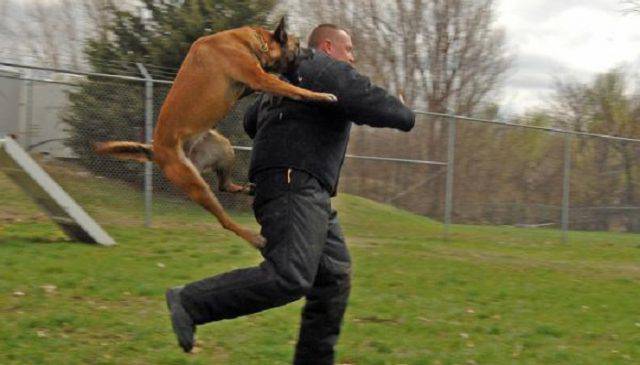 Comportamento cani: cosa fare quando il cane morde?