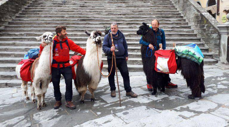 Storie di animali: Bolzano-Roma sui lama per incontrare il Papa - FOTO