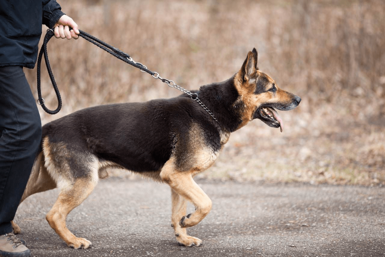 Come addestrare un cane da guardia che non deve essere da diesa