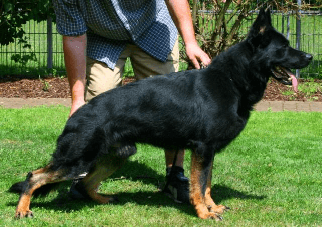 Come addestrare un cane da guardia che non deve essere da diesa