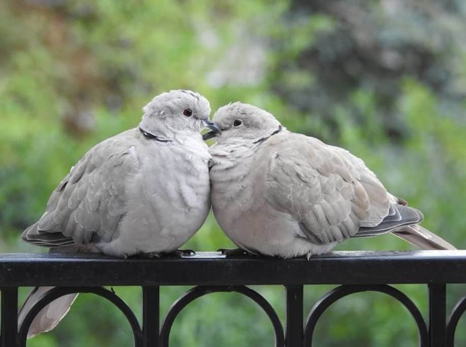 Finché morte ci separi, animali monogami: le specie più fedeli al partner