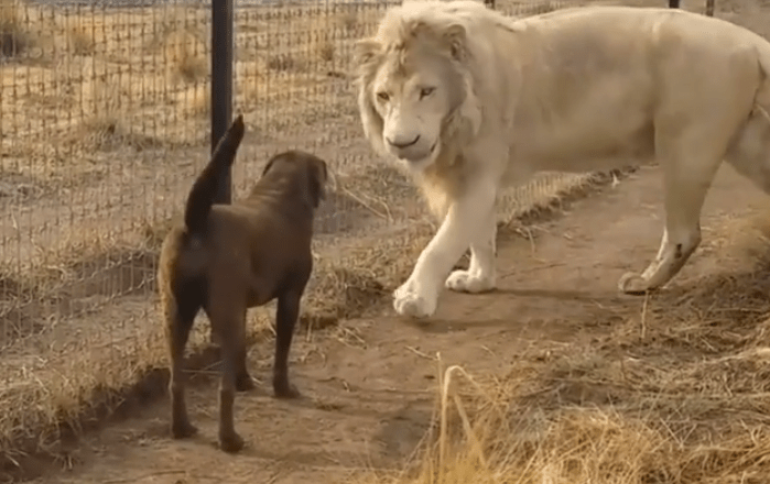 Animali, cane amico di un leone: il video conquista il web