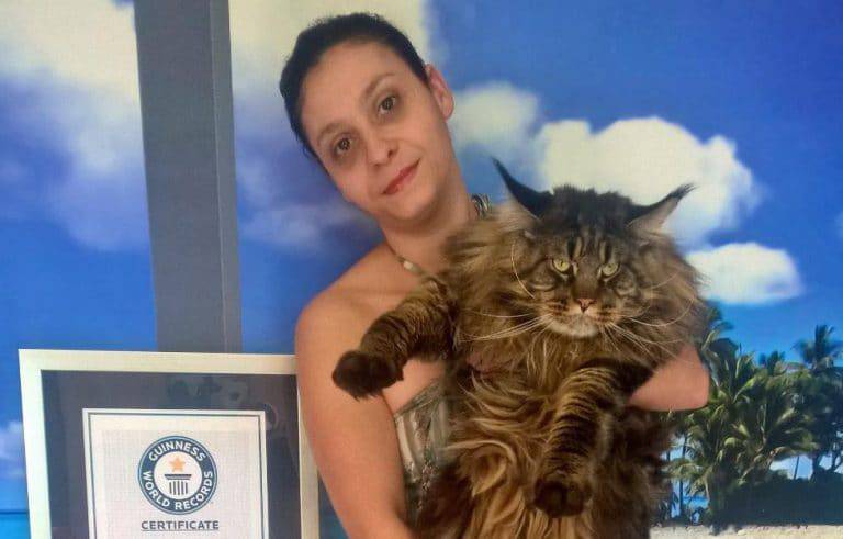 Il gatto più lungo del mondo è italiano: "È nel Guinness dei Primati ...