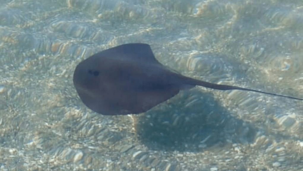 Crudeltà animali: uccide una razza nell'area marina protetta