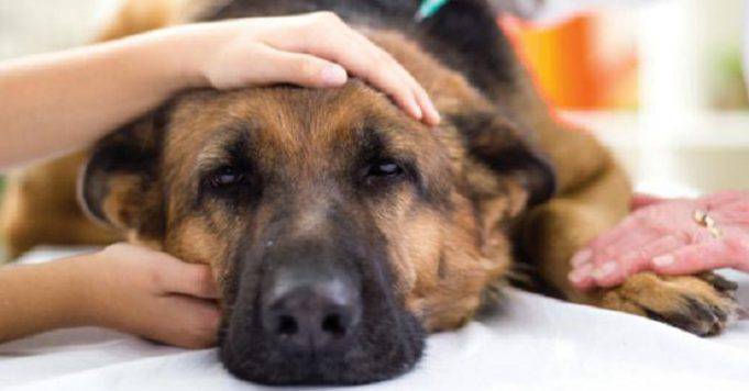 Tumore osseo nel cane o osteosarcoma: cause, sintomi e trattamento