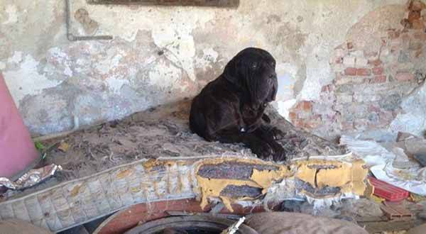 Cane abbandonato in area degradata senza acqua e cibo