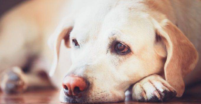 Cani con ritardo mentale: quali sono le patologie e le forme più comuni