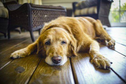 Cani con ritardo mentale: quali sono le patologie e le forme più comuni