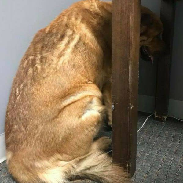 Cani con ritardo mentale: quali sono le patologie e le forme più comuni