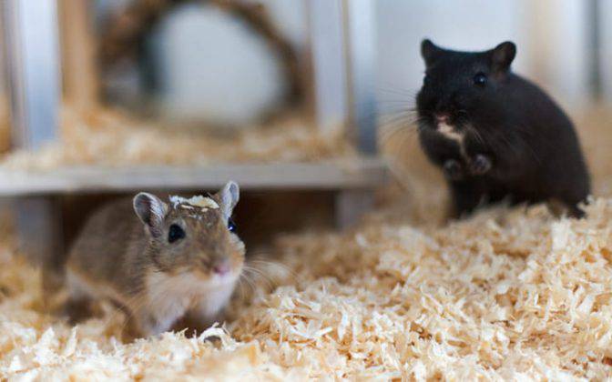 Cincillà, Furetto, Criceto, Gerbilli quale piccolo animale domestico ...