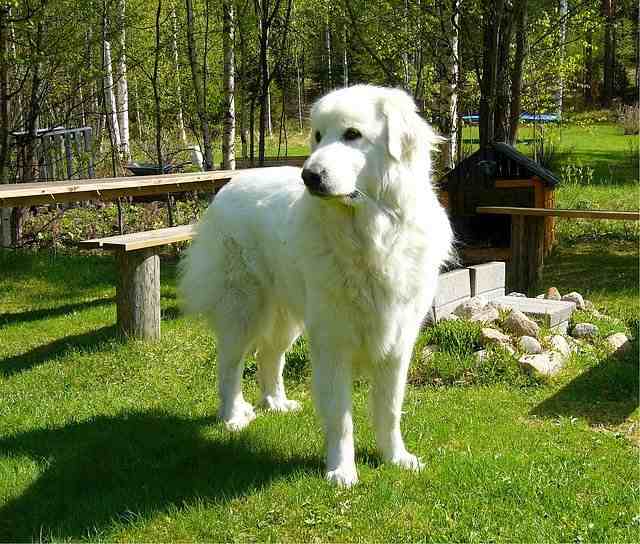 Le razze di cani più fedeli: tutte le taglie adatta a qualsiasi stile ...