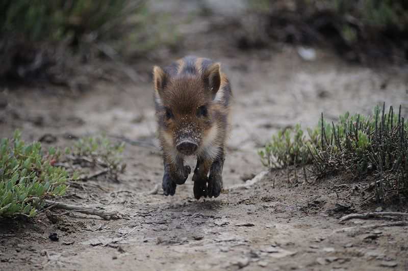 Massacro di cinghiali e cattura dei cuccioli a Roma