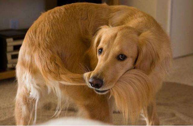 A cosa serve la coda del cane: funzioni e patologie ricorrenti