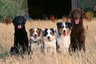 Comportamento animali: il carattere del cane è scritto nel Dna della razza