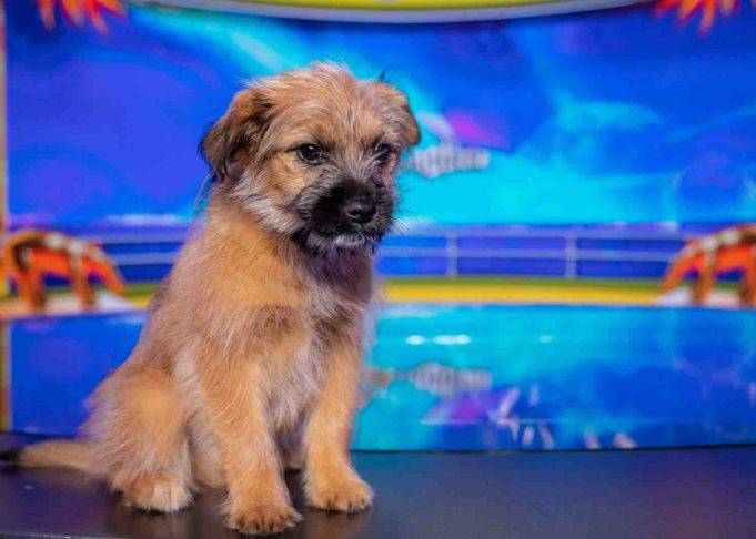 Arriva il piccolo Fake, il cucciolo di Striscia la Notizia con Ficarra ...