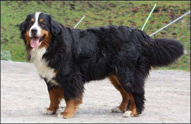 Razze di cani con il pelo nero: caratteristiche e cura