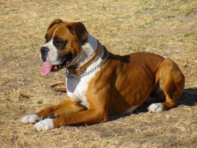 Boxer: caratteristiche, cure, consigli, salute, carattere, prezzo, cuccioli