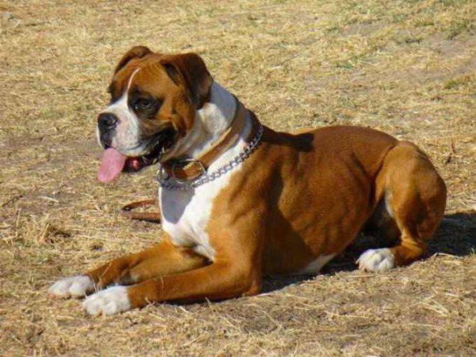 Boxer: caratteristiche, cure, consigli, salute, carattere, prezzo, cuccioli