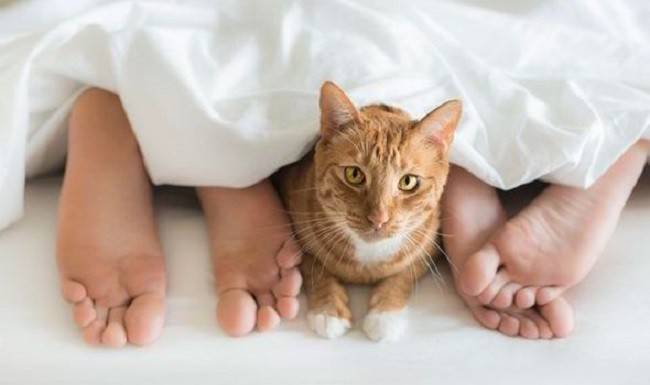 Gatto dorme nel letto con il padrone: ecco perché lo fa e quali sono i ...