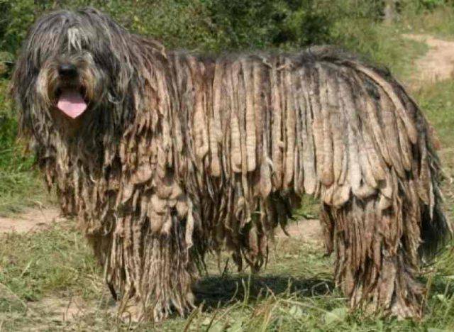 Come curare il pelo del cane tutto l'anno e non solo durante la muta