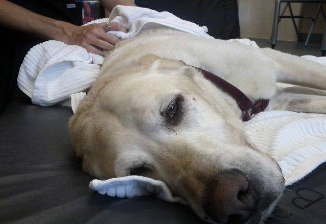 Tumore osseo nel cane o osteosarcoma: cause, sintomi e trattamento