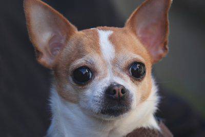 Cane toy: differenza con il cane nano, razze e caratteristiche