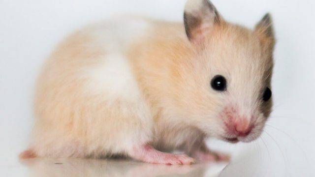 Criceto dorato: caratteristiche, allevamento, riproduzione e cure