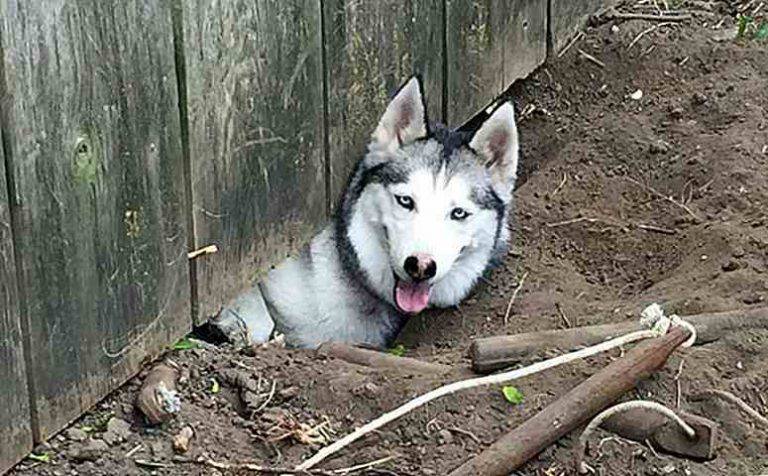 Il cane scappa: cause e soluzioni per prevenire il rischio