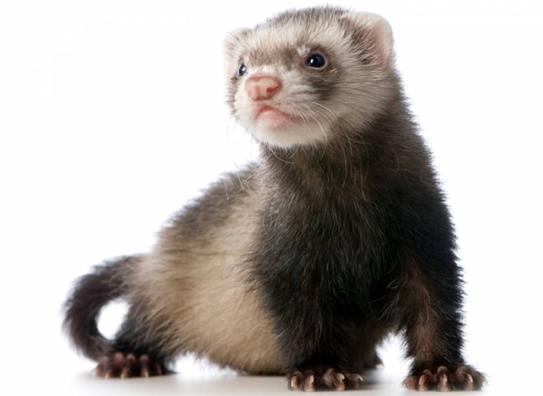 Il furetto domestico: quali sono le caratteristiche e i rischi di ...