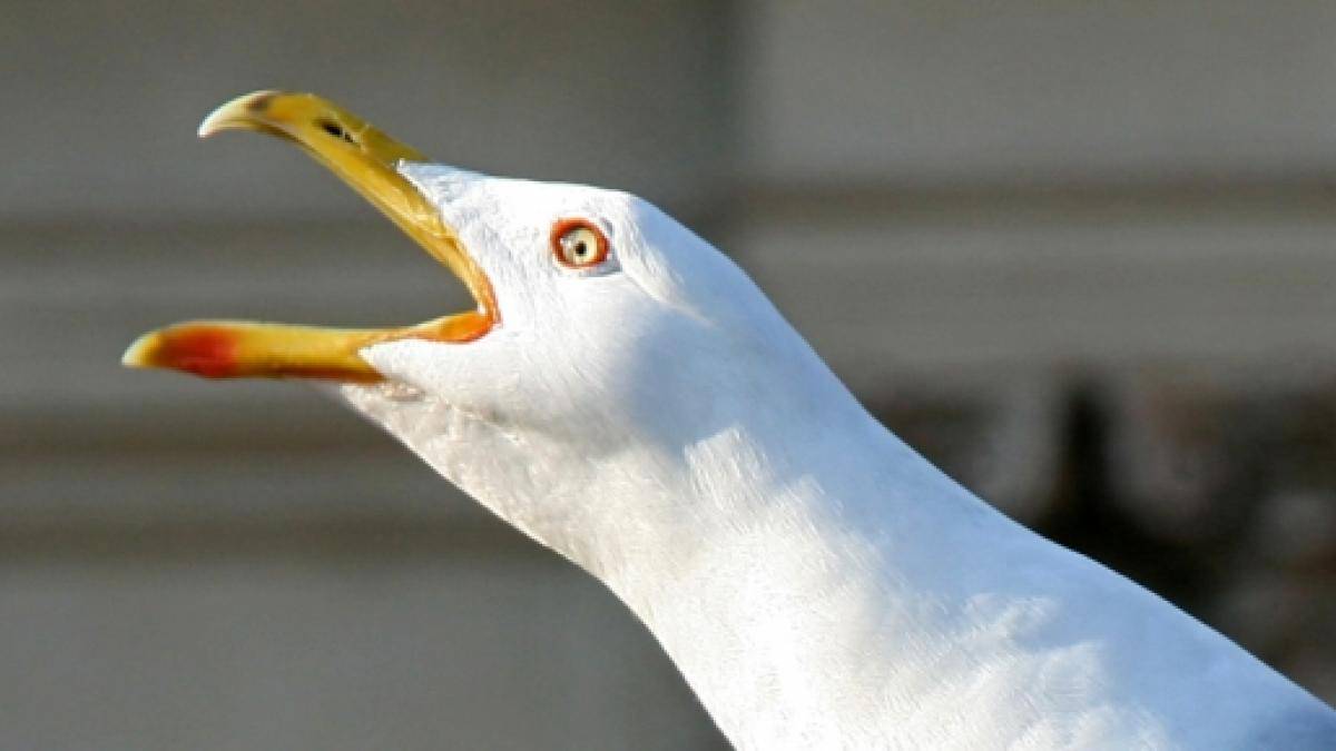 Gabbiani sempre più pericolosi: ecco perché sono diventati così aggressivi