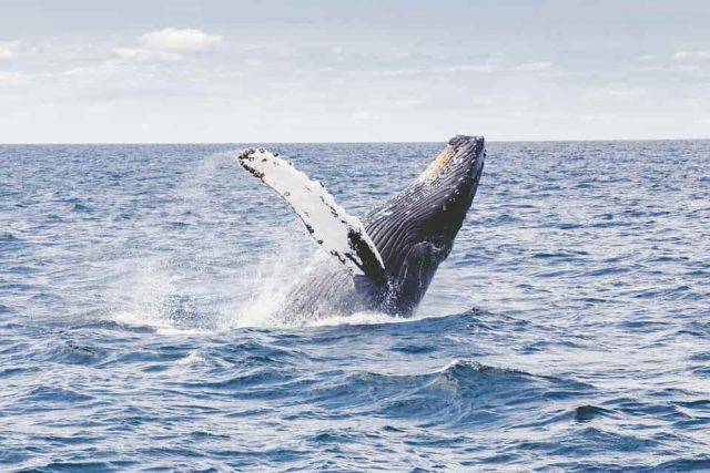Animali marini: specie, caratteristiche, curiosità e elenco