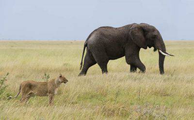 Elefante: cosa mangia, dove vive, caratteristiche e curiosità