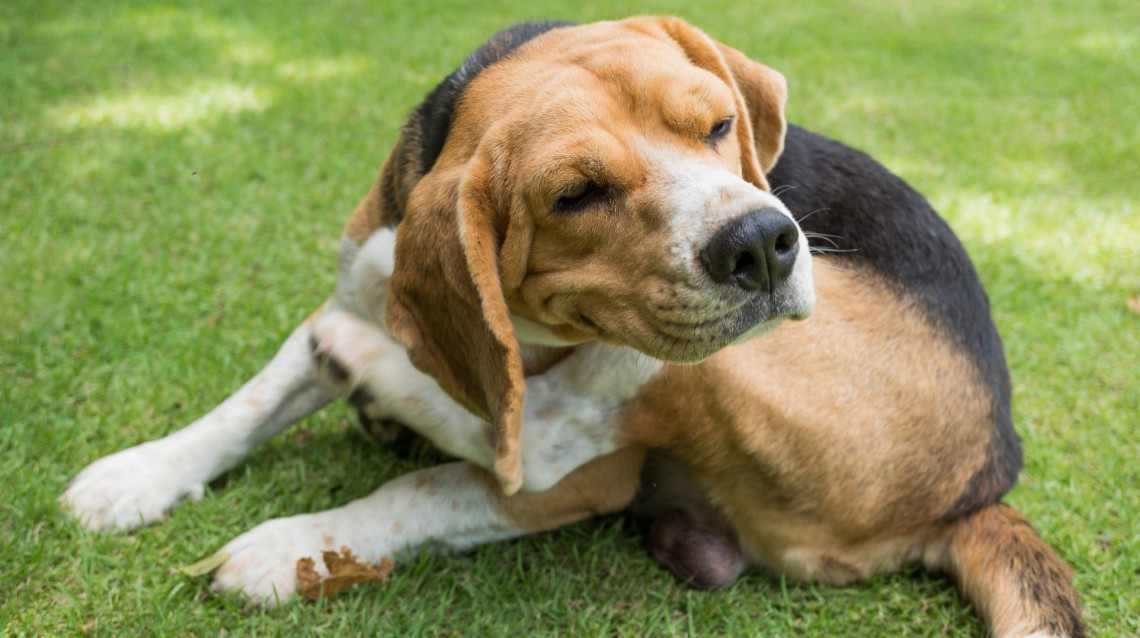 Malattie dell'orecchio nel cane: sintomi, cause e rimedi