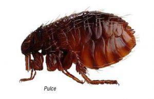 Pulci e zecche nel cane in primavera: quali sono i rischi e come evitarli